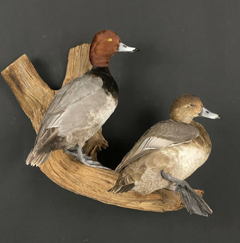Redhead Duck Mounts, Drake, Hen Flying, Standing, Habitat Poses