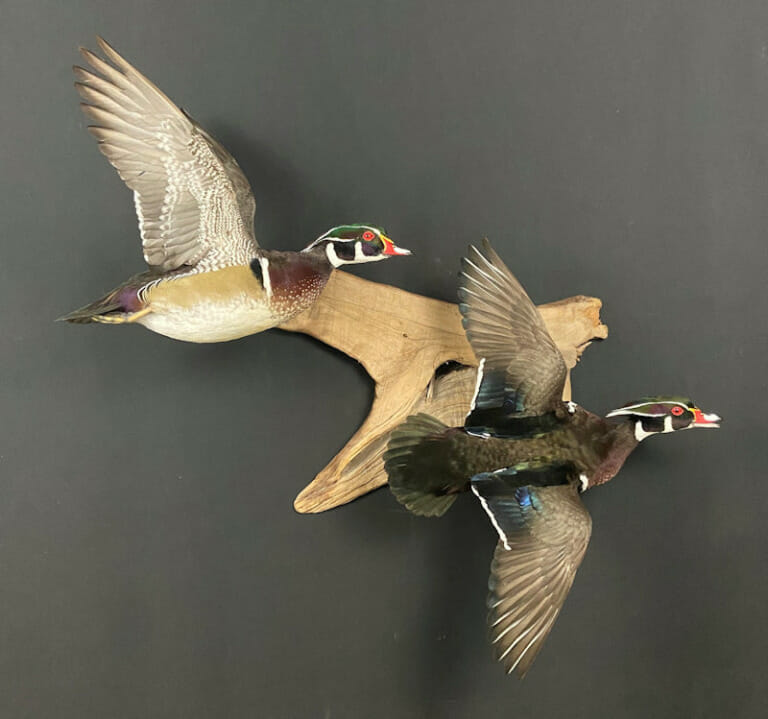 Wood Duck Mounts Flying, Standing, Dead Mount Waterfowl