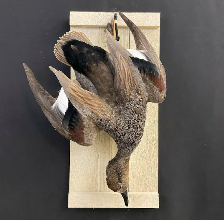 Dead Duck Mounts | Texas Waterfowl Taxidermy | Waterfowl Mounts