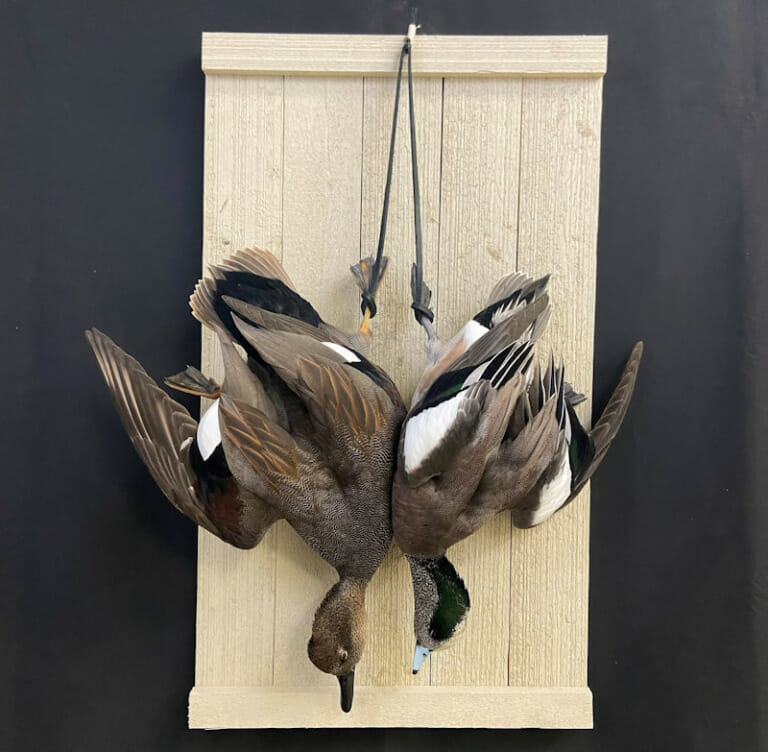 Dead Duck Mounts | Texas Waterfowl Taxidermy | Waterfowl Mounts