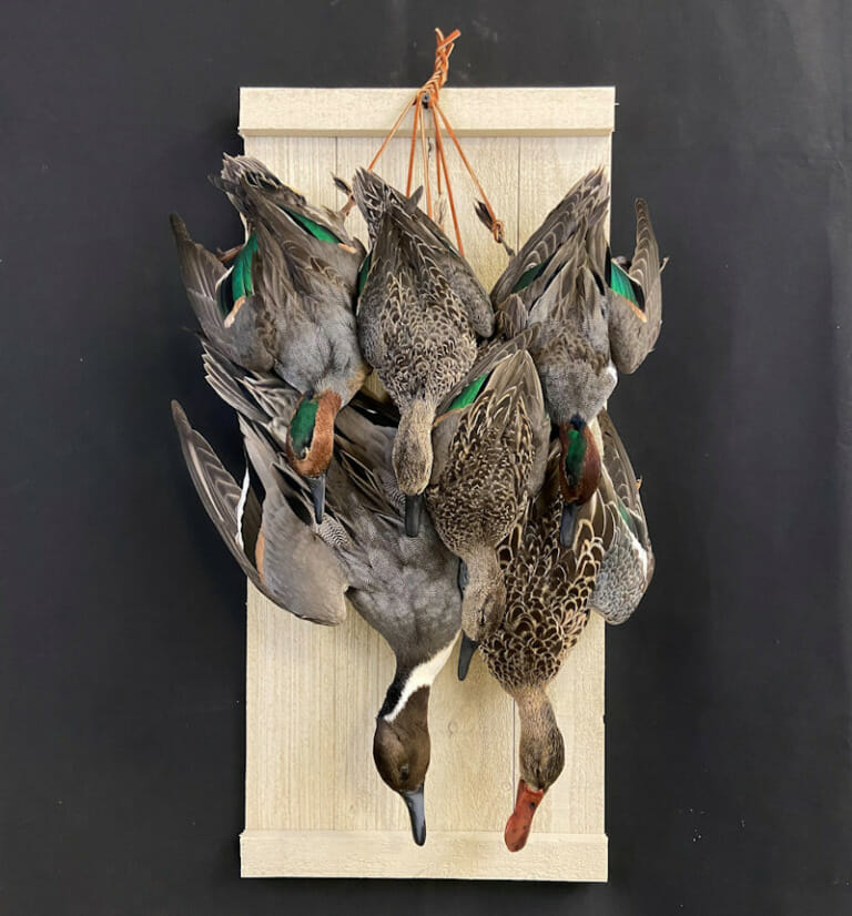 Pintail Mount | Pintail Drake Duck Mounts | Texas Waterfowl Taxidermy