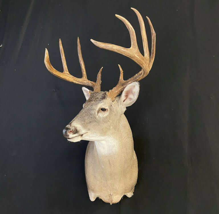 Whitetail Shoulder Mount | Trophy Whitetail Buck Mount | Deer Taxidermy