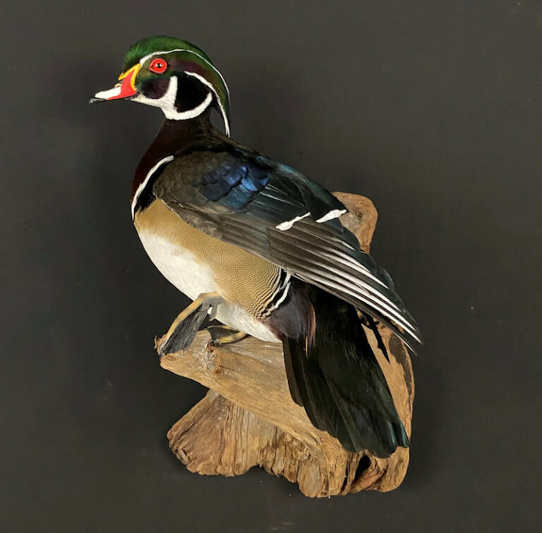 Wood Duck Mounts Flying, Standing, Dead Mount Waterfowl