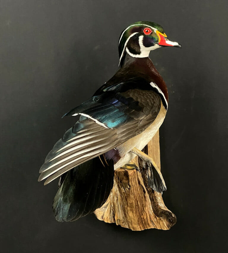 Wood Duck Mounts Flying, Standing, Dead Mount Waterfowl
