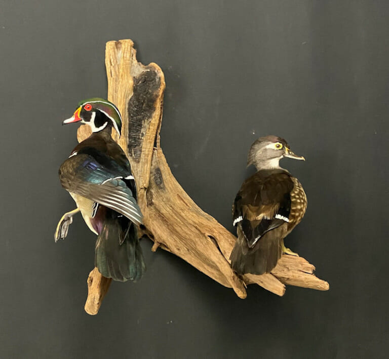 Wood Duck Mounts Flying, Standing, Dead Mount Waterfowl