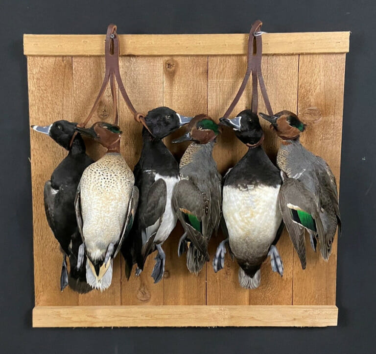 Dead Duck Mounts | Texas Waterfowl Taxidermy | Waterfowl Mounts