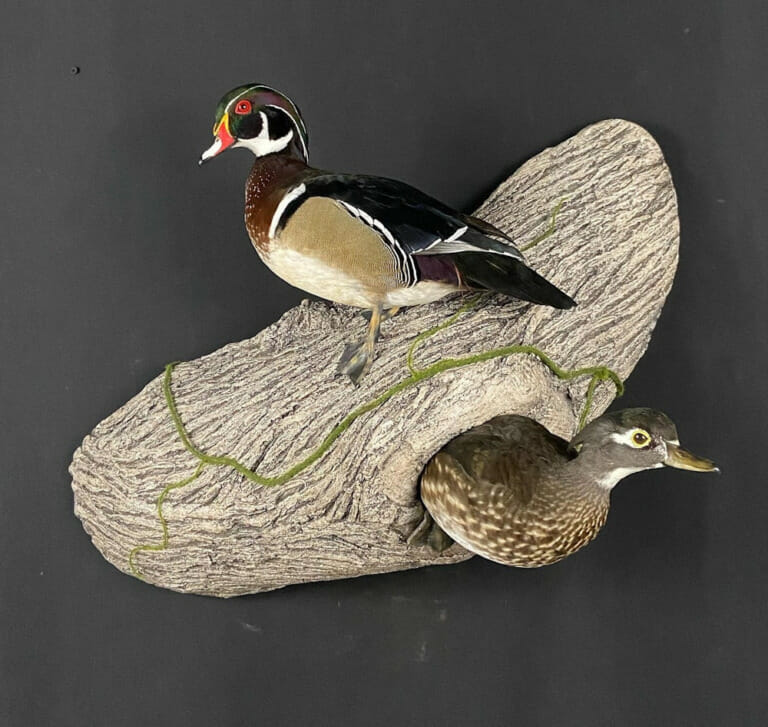 Wood Duck Mounts Flying, Standing, Dead Mount Waterfowl