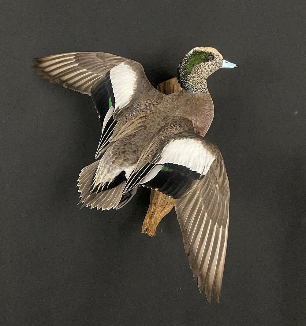 American Wigeon Mounts | Drake Wigeon Mounts | Waterfowl Taxidermy