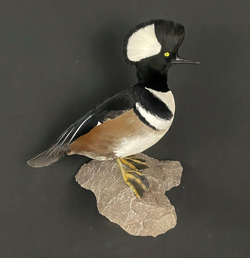 Hooded Merganser Mounts, Flying, Standing, Dead Mount Poses