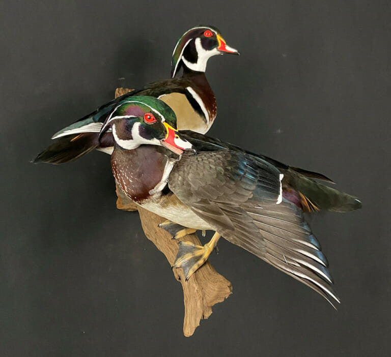Wood Duck Mounts Flying, Standing, Dead Mount Waterfowl