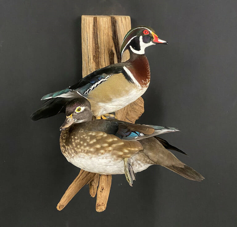 Wood Duck Mounts Flying, Standing, Dead Mount Waterfowl