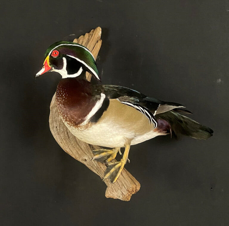 Wood Duck Mounts Flying, Standing, Dead Mount Waterfowl