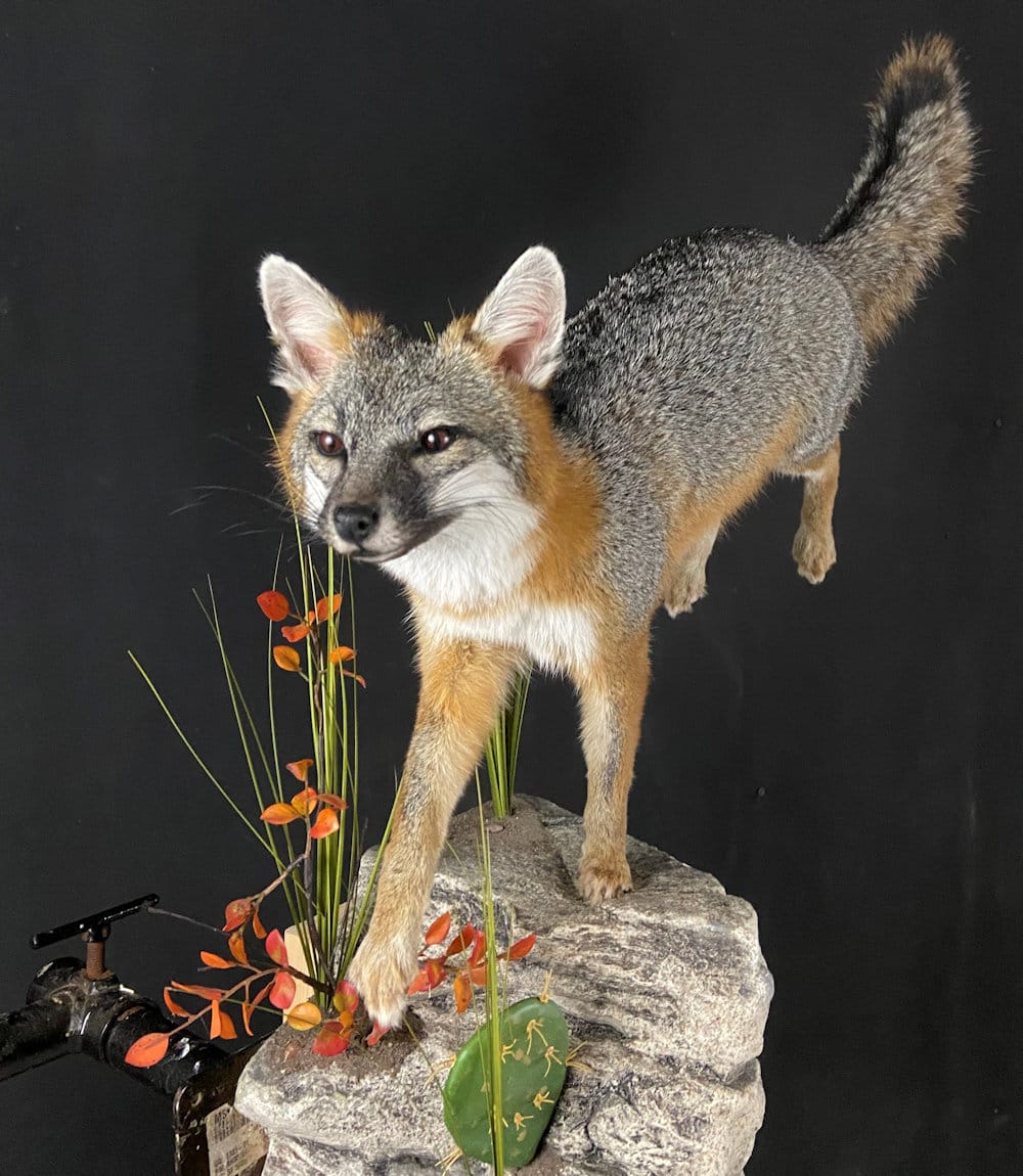 Life Size Taxidermy | Wild Hog Mounts, Bear Mounts | Texas Taxidermy